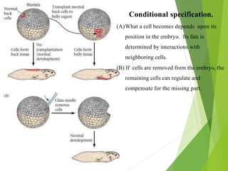 CELL DIFFERENTIATION.pdf a ppt on cell differentiation | PDF