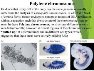 CELL DIFFERENTIATION.pdf a ppt on cell differentiation | PDF