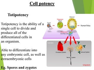 CELL DIFFERENTIATION.pdf a ppt on cell differentiation | PDF