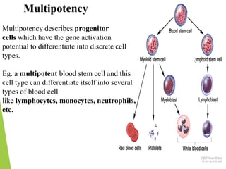 CELL DIFFERENTIATION.pdf a ppt on cell differentiation | PDF