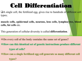 CELL DIFFERENTIATION.pdf a ppt on cell differentiation | PDF
