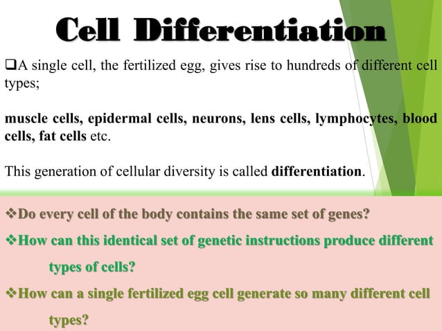 CELL DIFFERENTIATION.pdf a ppt on cell differentiation | PPT