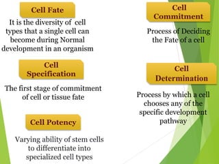 CELL DIFFERENTIATION.pdf a ppt on cell differentiation | PDF
