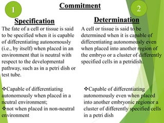 CELL DIFFERENTIATION.pdf a ppt on cell differentiation | PDF