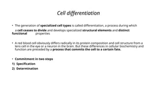 Journey from Stem Cell to Specialized Form (Cell Differentiation) | PPTX
