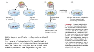 Journey from Stem Cell to Specialized Form (Cell Differentiation) | PPTX