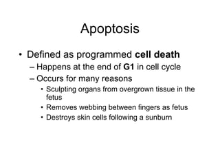 Cell differentiation notes | PPT