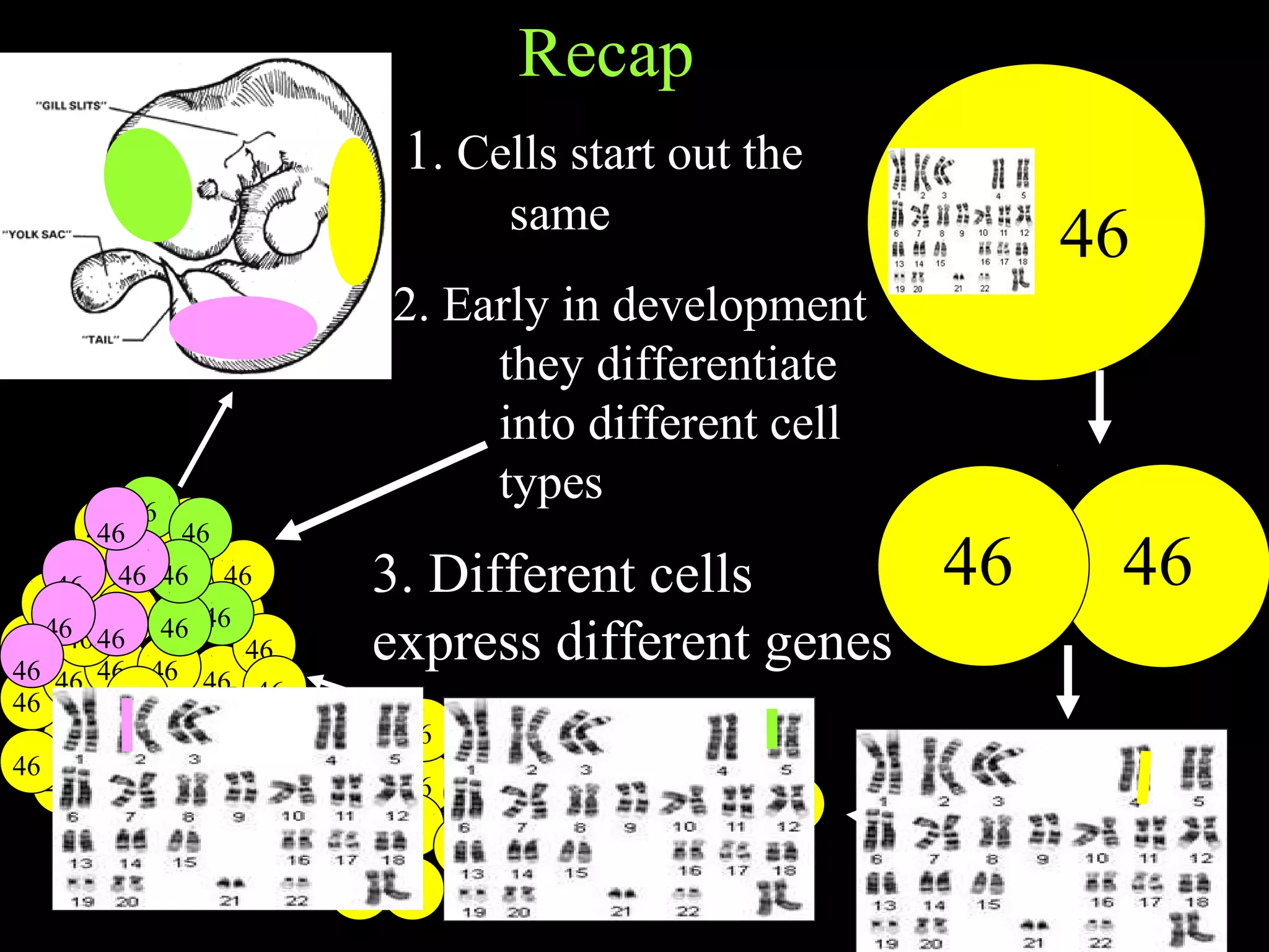 Cell Differentiation And Differential Gene Expression Ppt