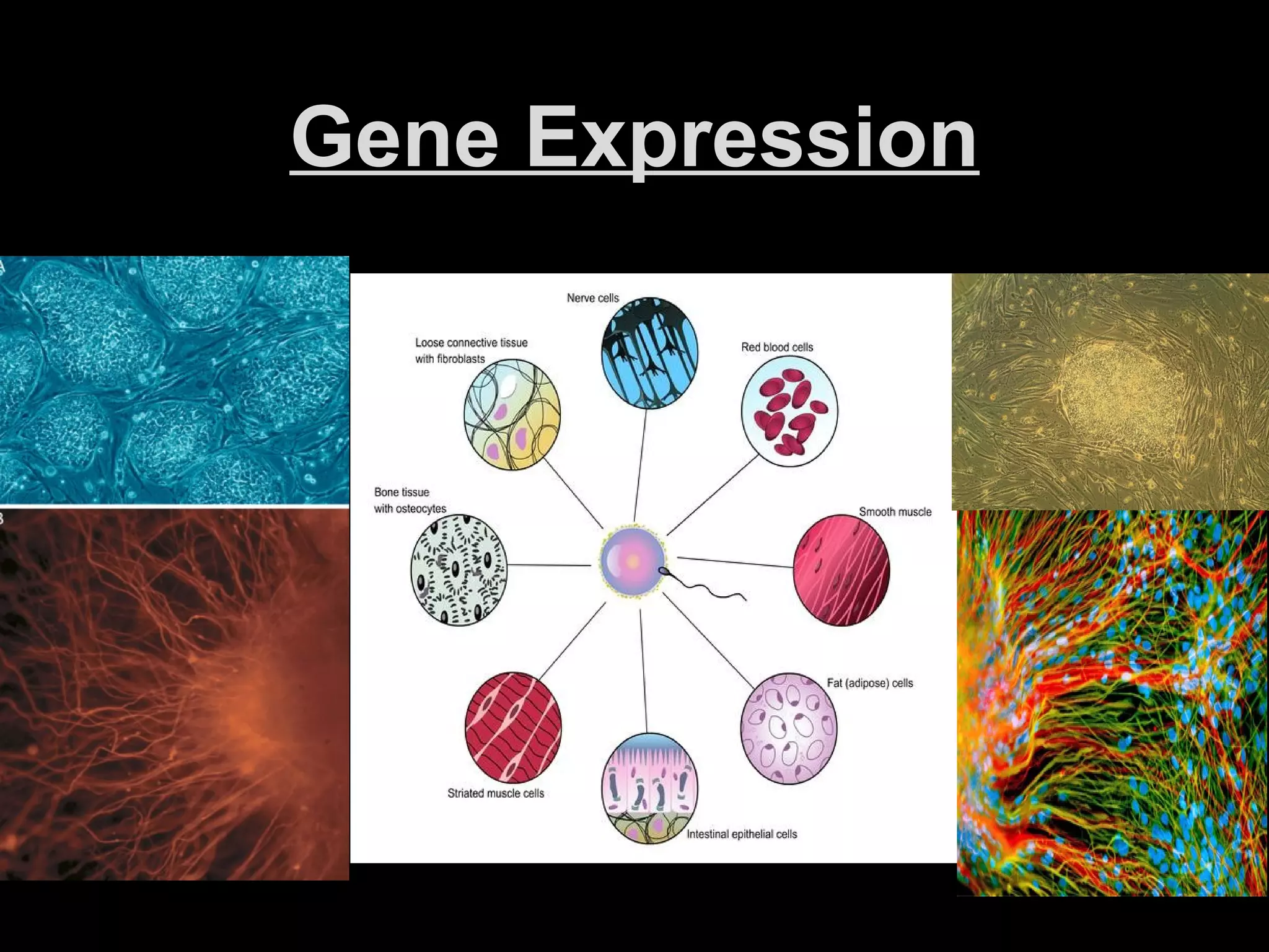 Cell differentiation and differential gene expression | PPT