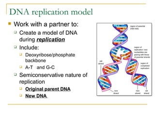 Cell differentiation and differential gene expression | PPT