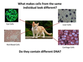 Cell differentiation and differential gene expression | PPT