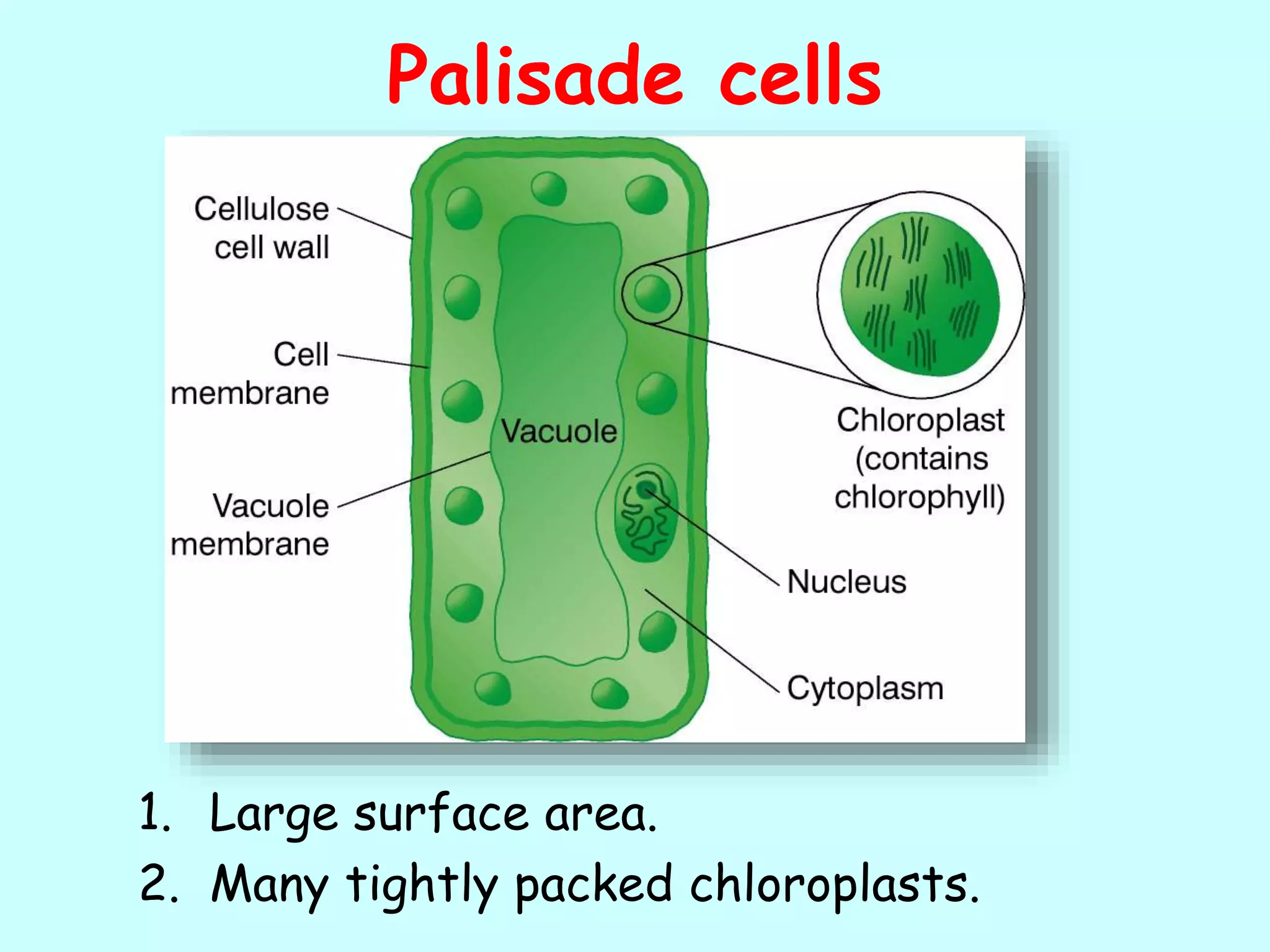 CELL DIFFRENTIATION.pptx