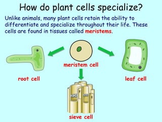 CELL DIFFRENTIATION.pptx