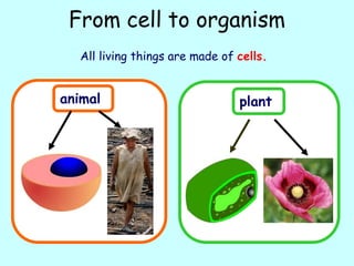 CELL DIFFRENTIATION.pptx