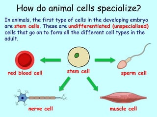 CELL DIFFRENTIATION.pptx