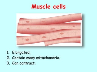 CELL DIFFRENTIATION.pptx