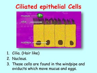 CELL DIFFRENTIATION.pptx | Biological Sciences | Science