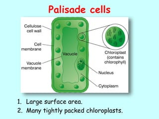 CELL DIFFRENTIATION.pptx