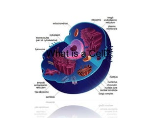 Cell discovery & cell theory | PPTX