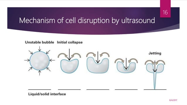 Cell disruption methods | PPTX | Biological Sciences | Science
