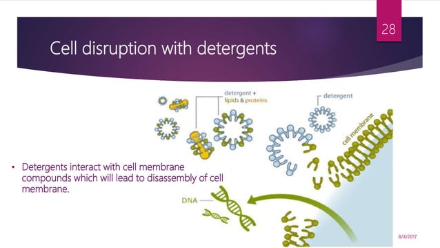 Cell disruption methods | PPTX | Biological Sciences | Science