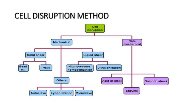 Cell disruption | PPT