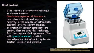 Cell disruption (downstream process) | PPTX