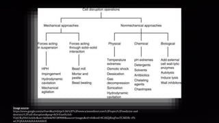 Cell disruption (downstream process) | PPTX