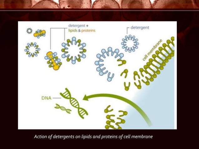 Cell disruption ppt | PPTX