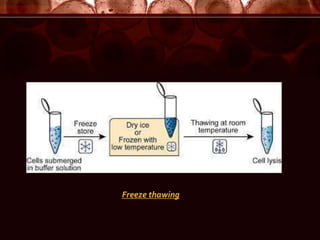 Cell disruption ppt | PPTX