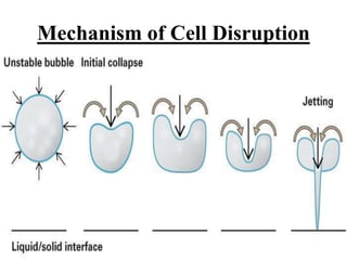 Cell Disruption Strategies in Downstream Processing | PPTX