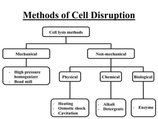 Cell Disruption Strategies in Downstream Processing | PPTX