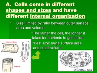 cell_diversity.ppt | Biological Sciences | Science