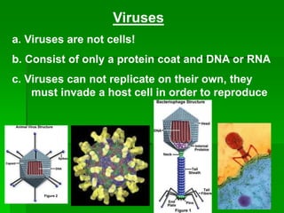 cell_diversity.ppt