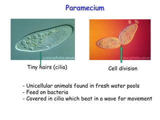 Cell Division | PPT