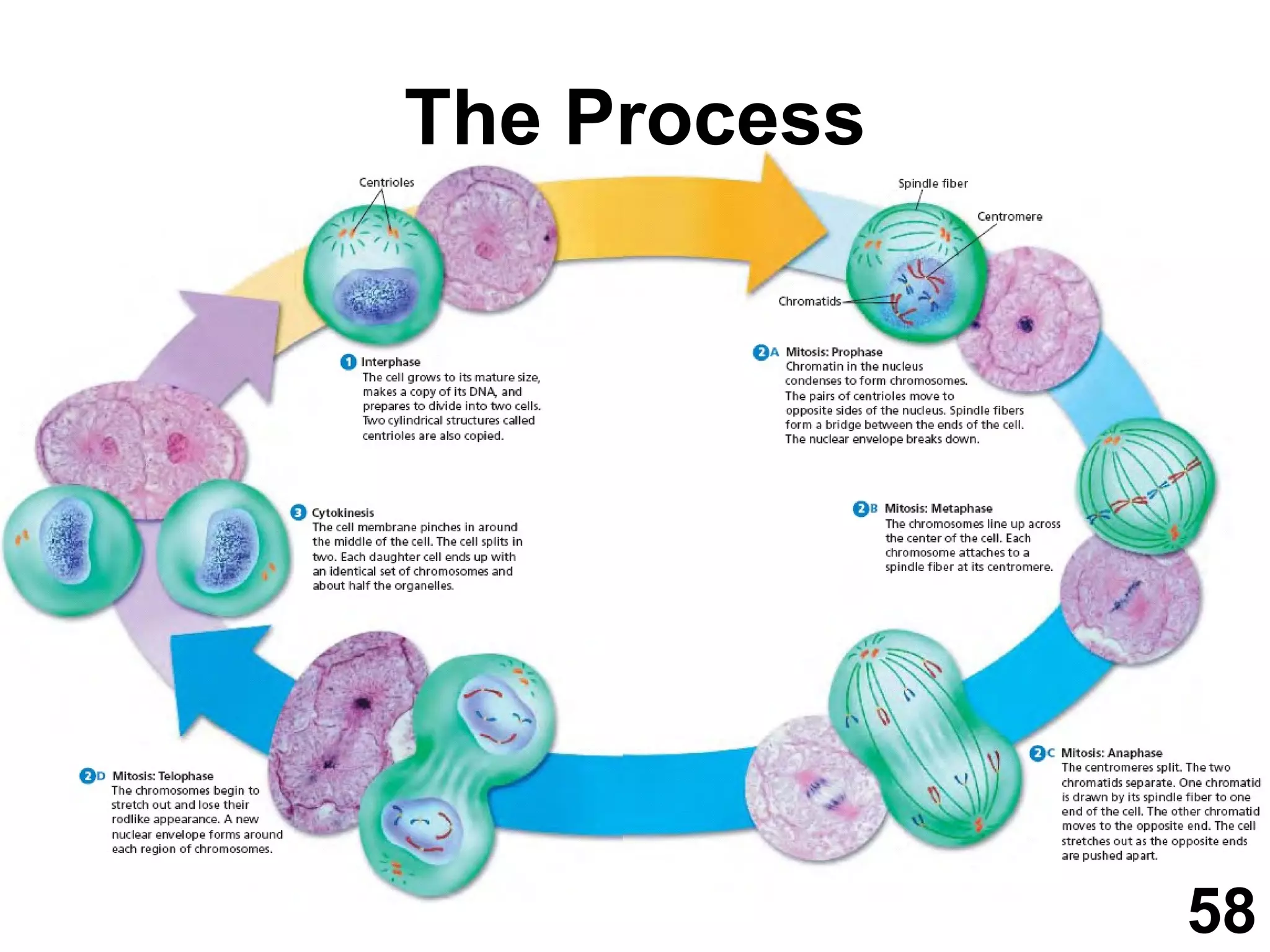Cell Division | PPS