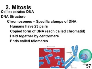 Cell Division | PPT | Free Download