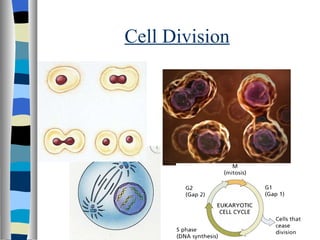 Cell Division | PPT
