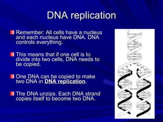 Cell division | PPT | Biological Sciences | Science