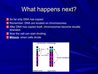 Cell division | PPT | Biological Sciences | Science