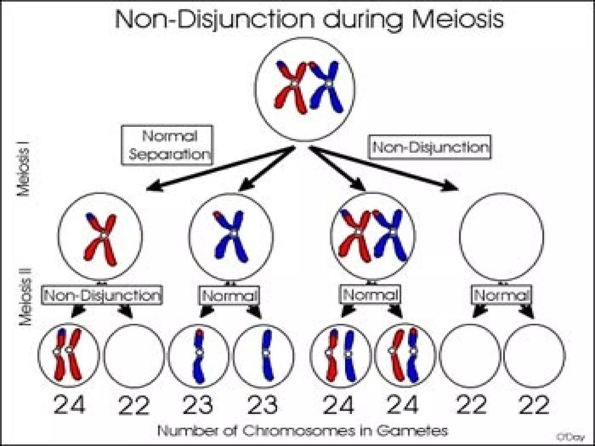 Cell division | PPT | Free Download