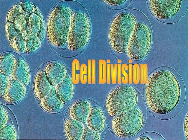 Cell division | PPT | Free Download