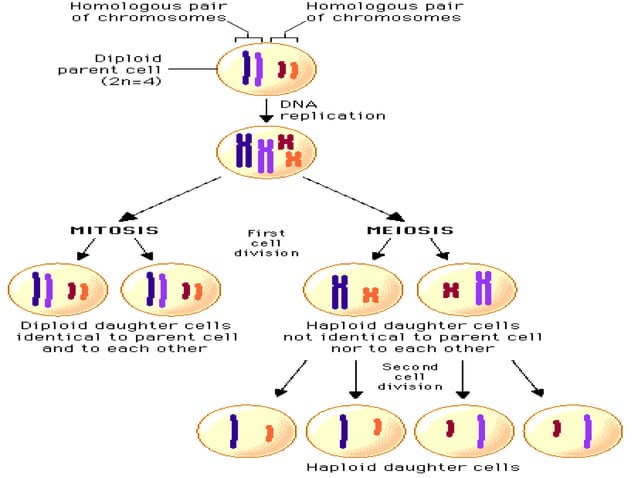 Cell division | PPT | Free Download