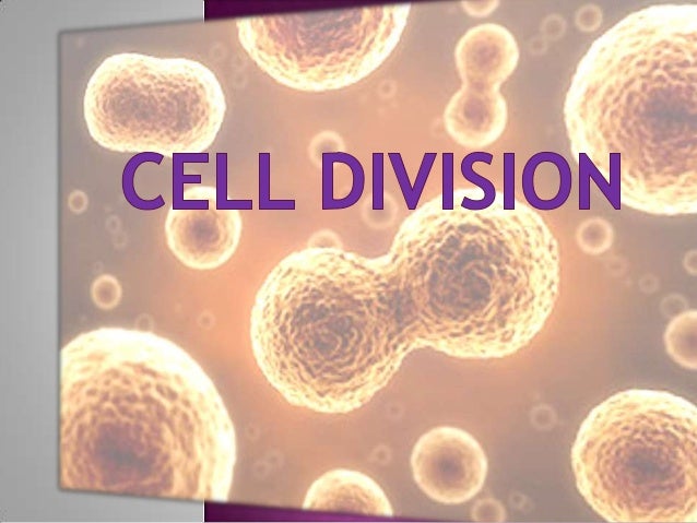 cell-division