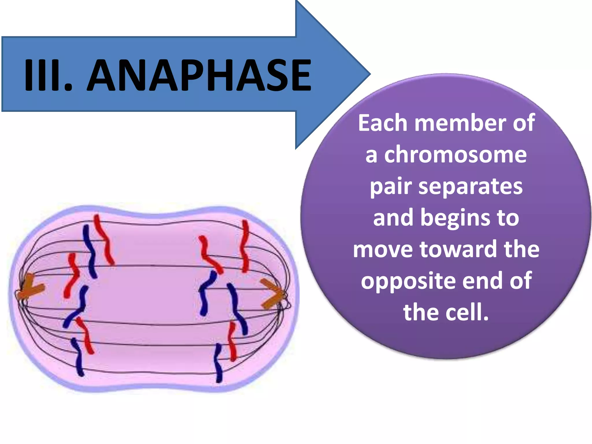 Cell division | PPTX