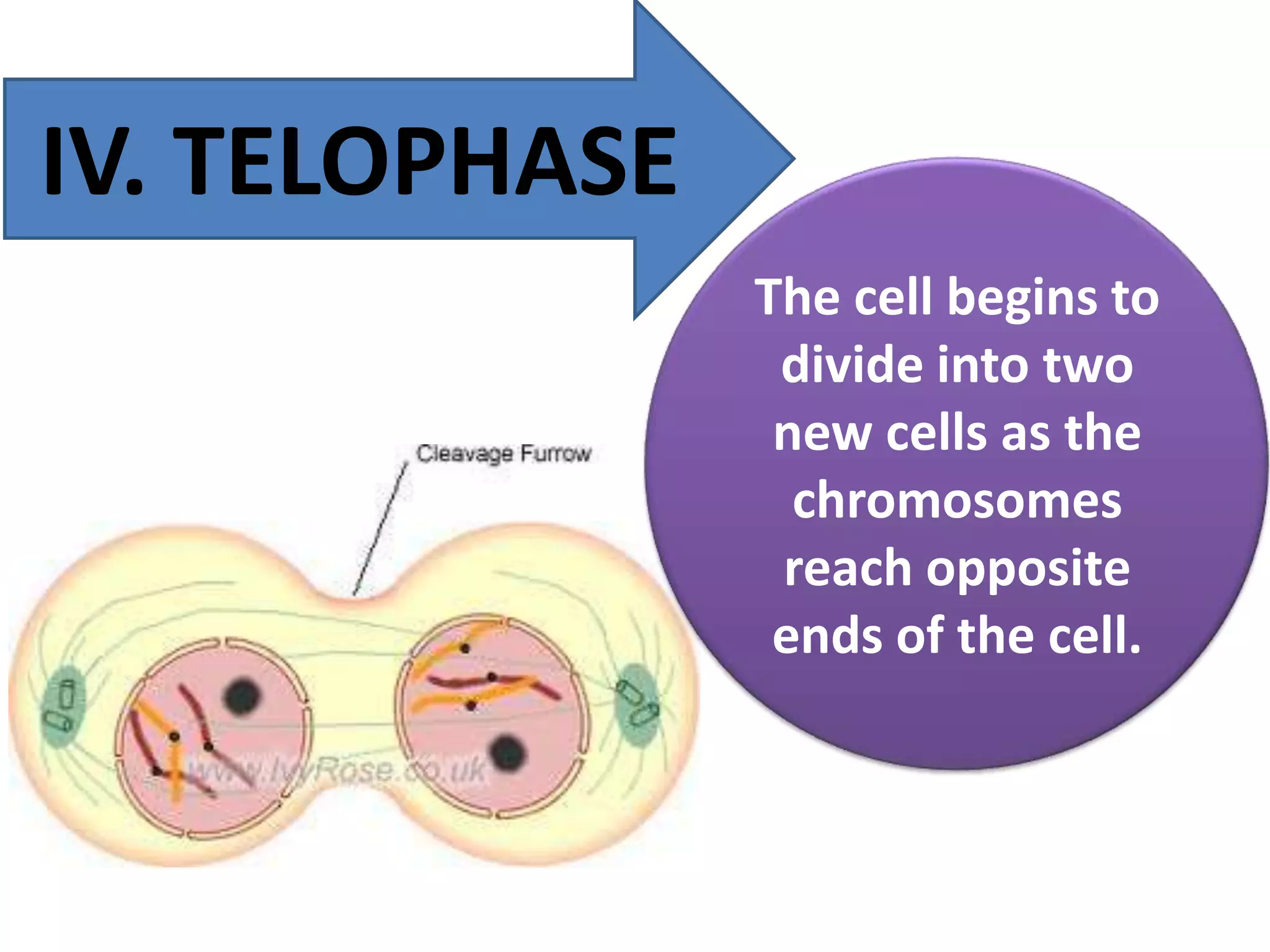 Cell division | PPTX