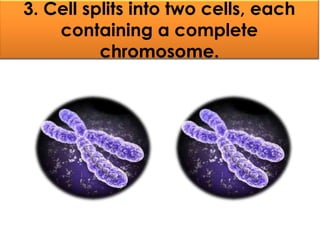 Cell division | PPTX