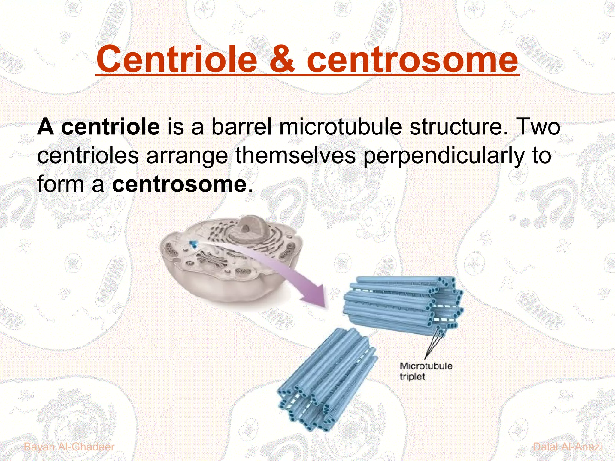 Cell division | PPT
