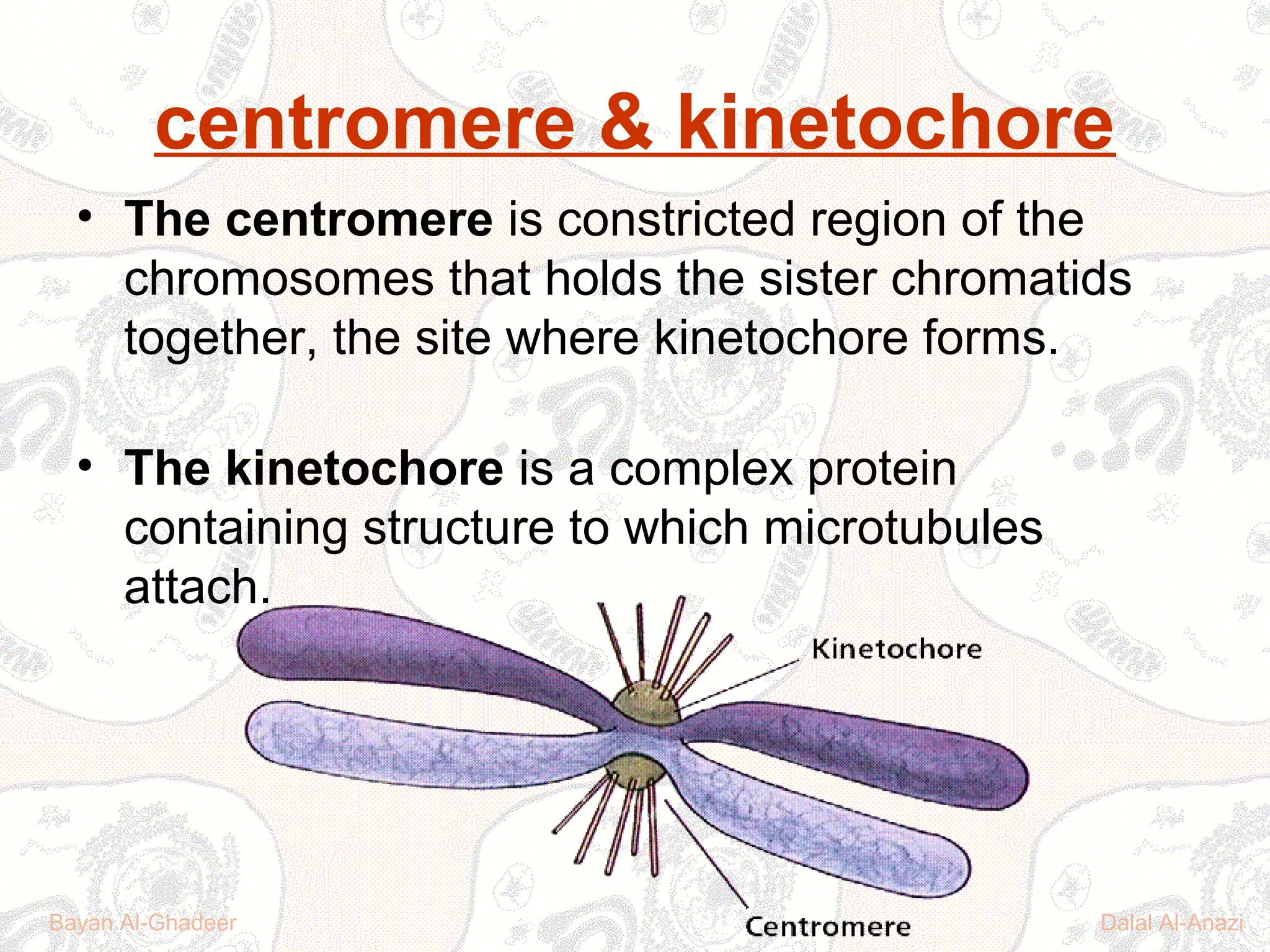 Cell division | PPT