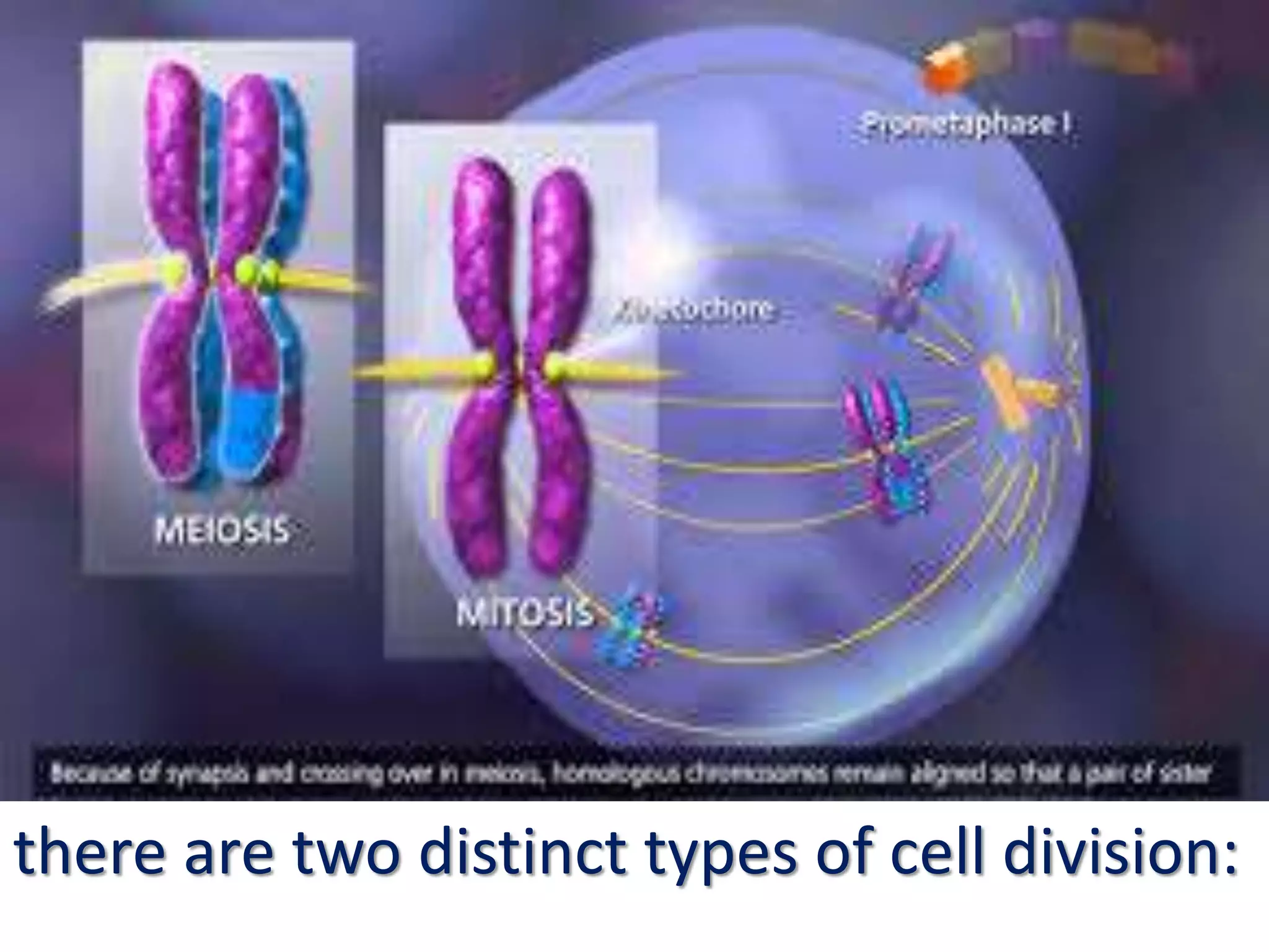 Cell division | PPTX | Biological Sciences | Science